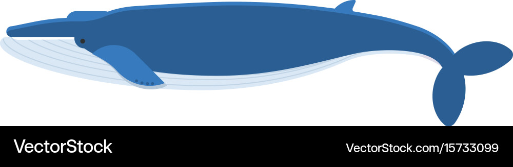 Giant blue whale Royalty Free Vector Image - VectorStock