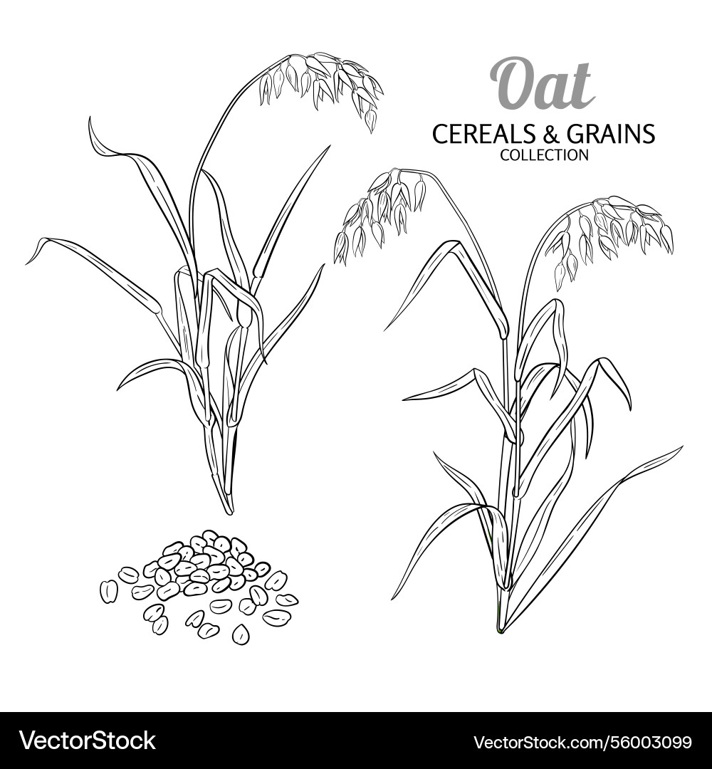 Oat plant with seeds outline Royalty Free Vector Image