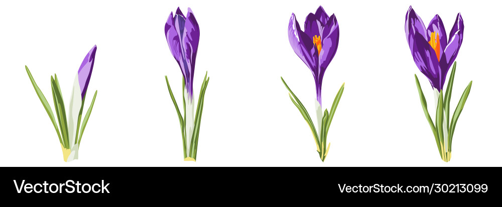 Set purple spring crocus flowers Royalty Free Vector Image