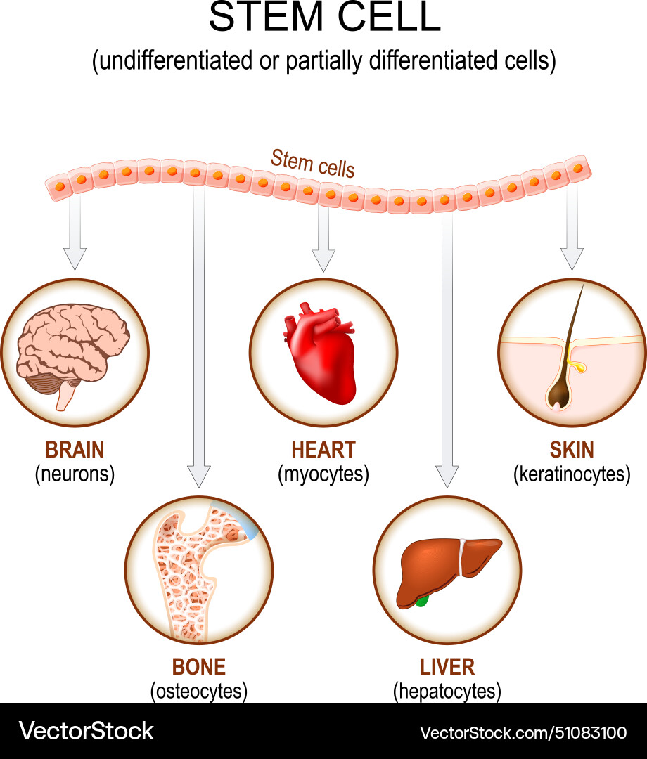 Stem cell application Royalty Free Vector Image