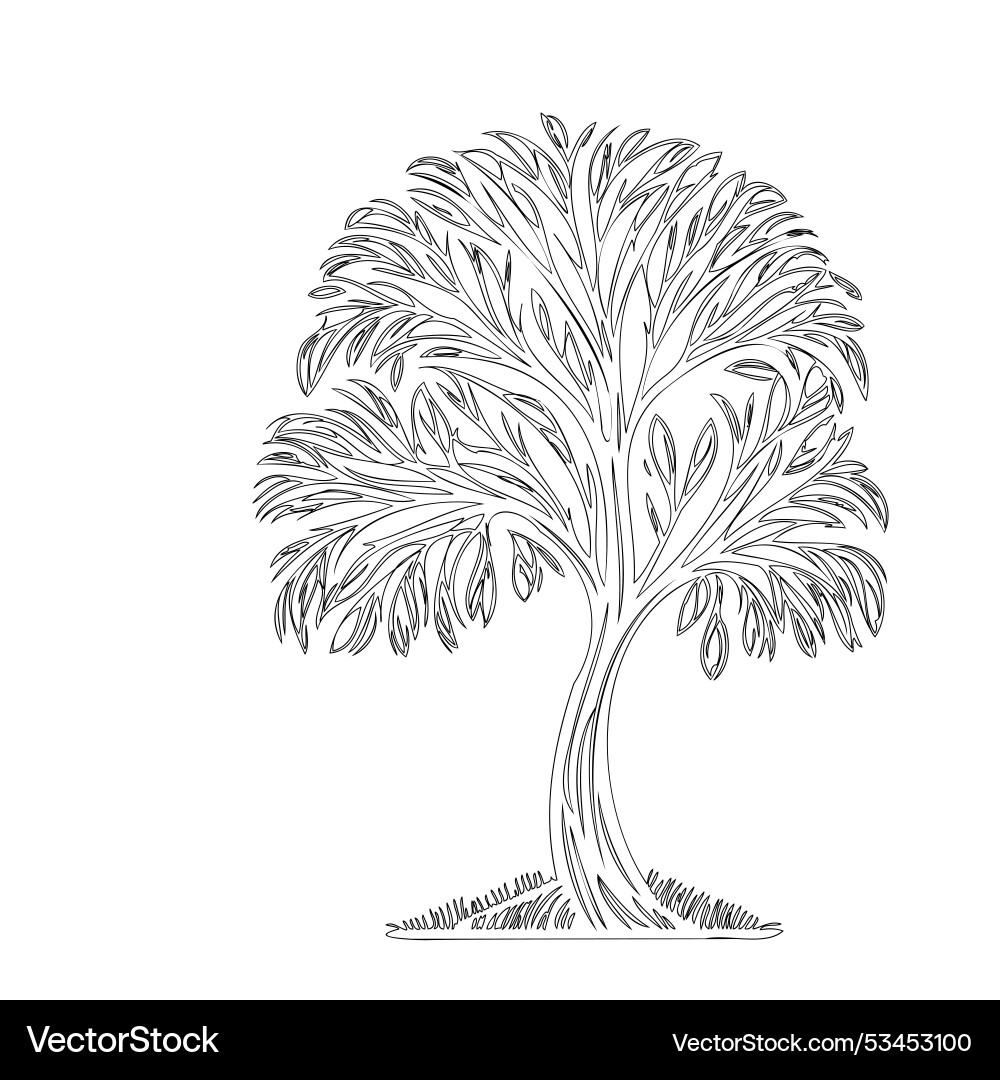 Willow tree nature outline sketch Royalty Free Vector Image