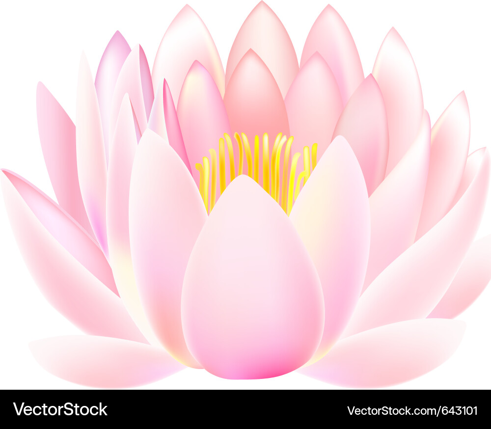 Lotus Royalty Free Vector Image - VectorStock