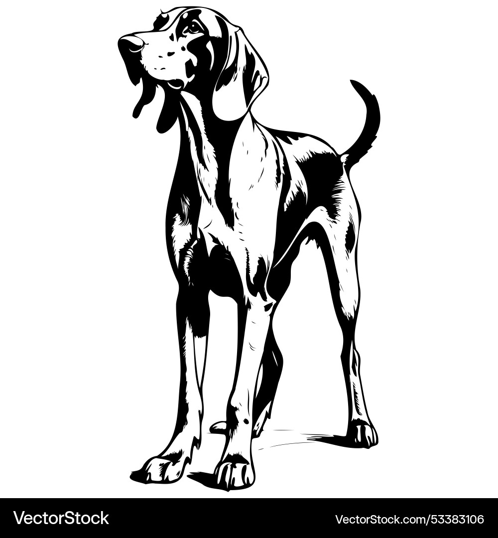 Black and tan coonhound drawing realistic outline Vector Image