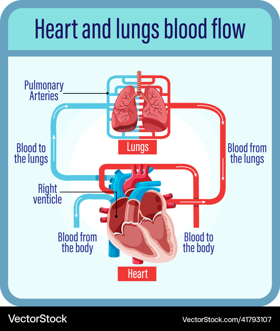 Human Heart Blood Flow Diagram Royalty Free Vector Image