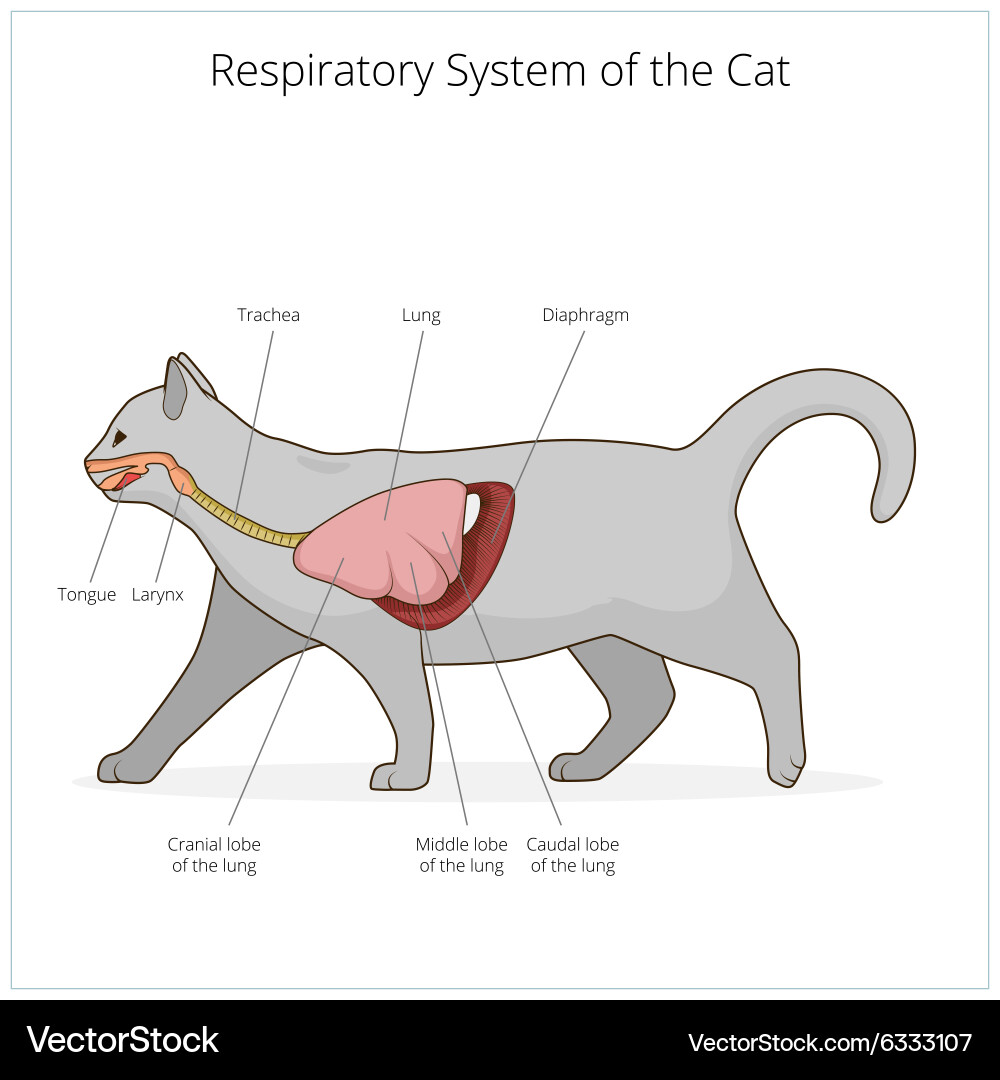 Respiratory system of the cat Royalty Free Vector Image