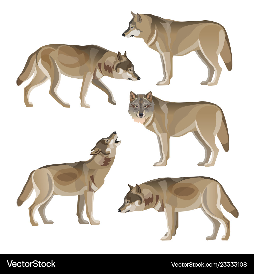Set of gray wolves Royalty Free Vector Image - VectorStock