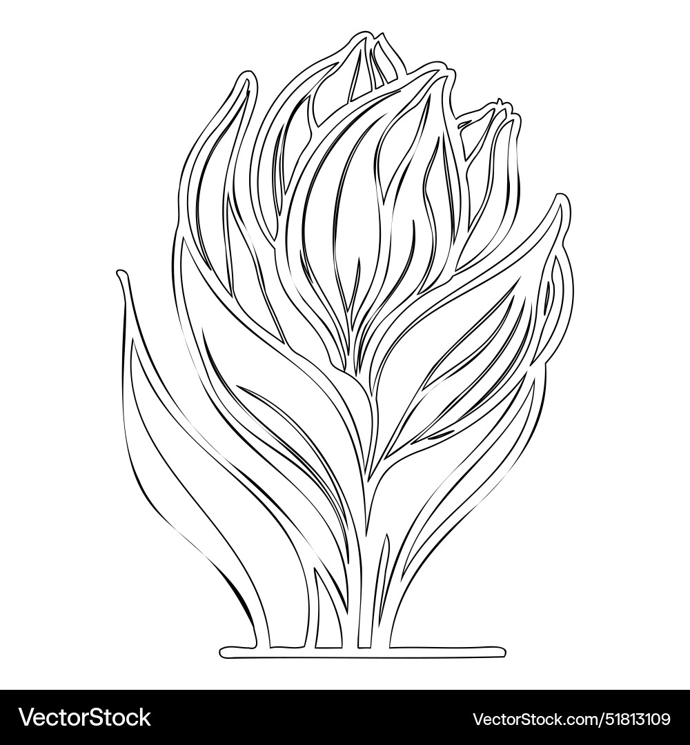 Tulip flower outline sketch Royalty Free Vector Image