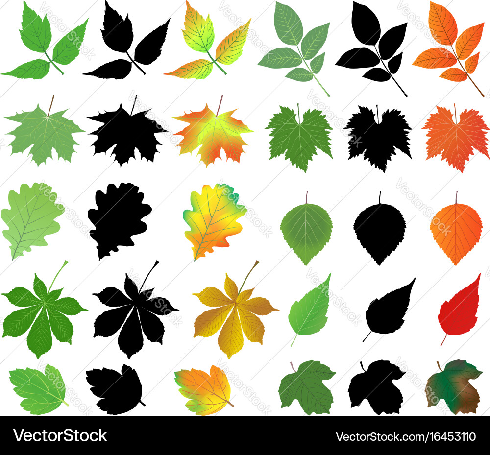 Autumn Leaf Collection Royalty Free Vector Image