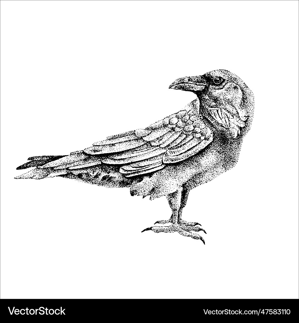 Hand drawn crow black bird drawing Royalty Free Vector Image
