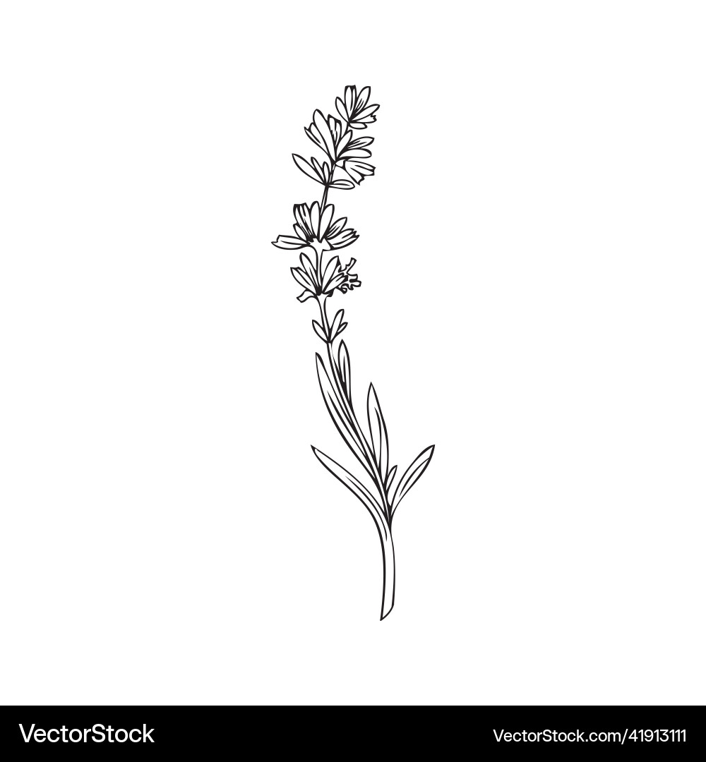Hand drawn lavender branch with elegant outline Vector Image