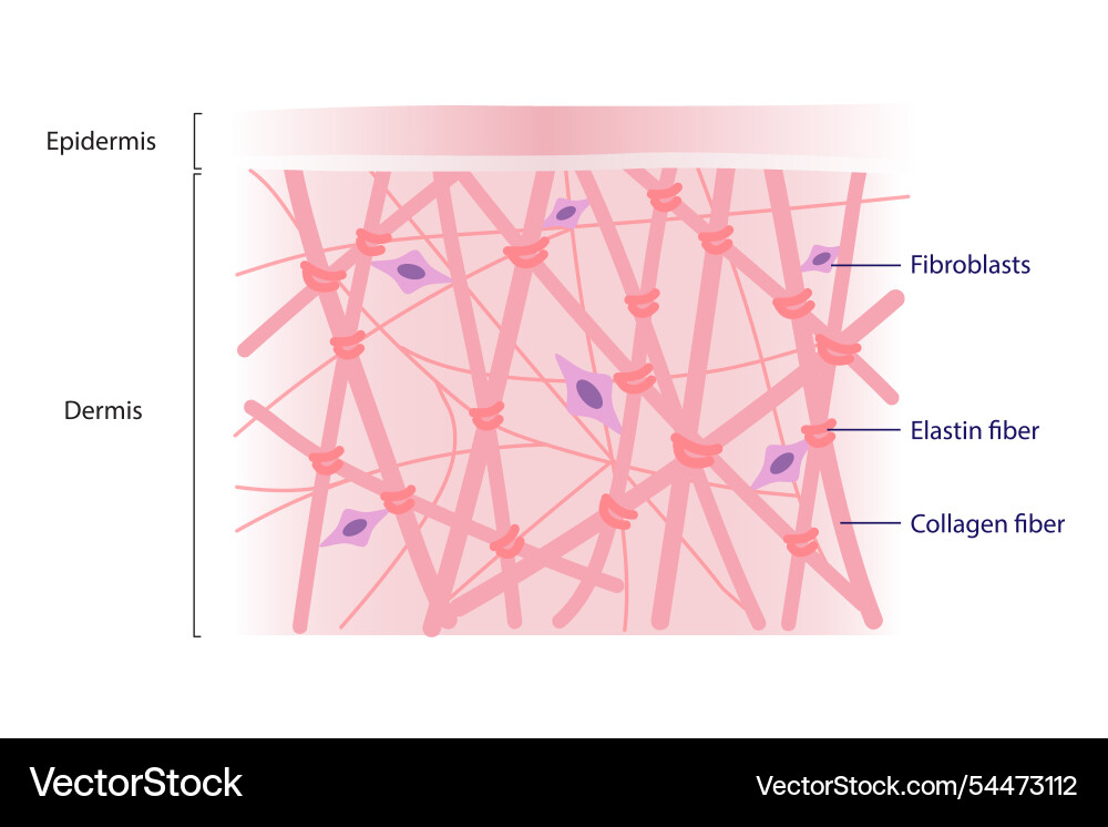 Cross section of high density collagen Royalty Free Vector