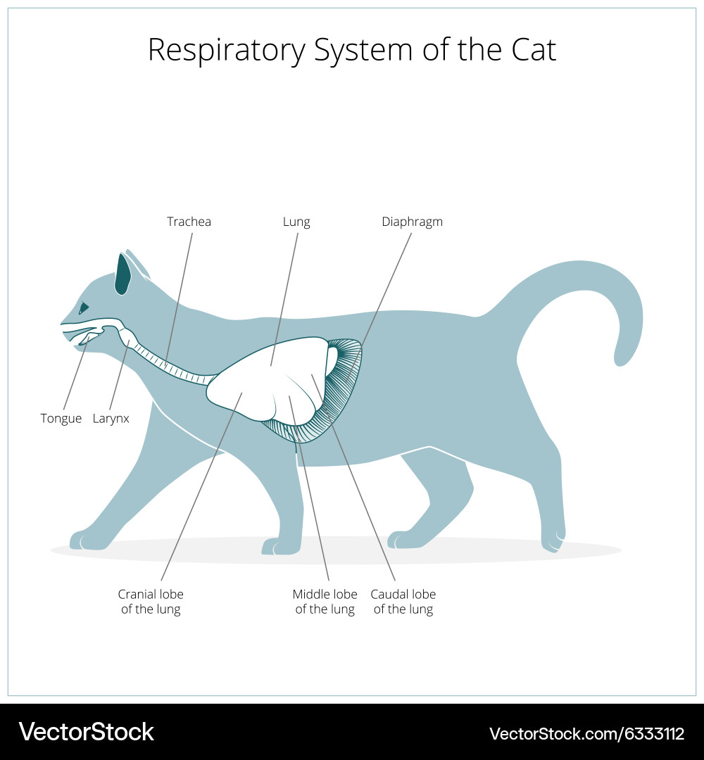 Respiratory system of the cat Royalty Free Vector Image