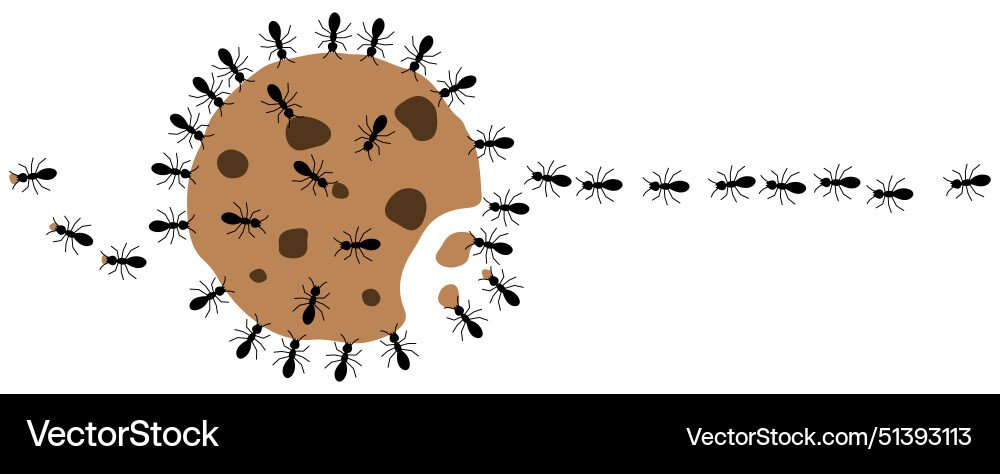Black ants eating cookie Royalty Free Vector Image