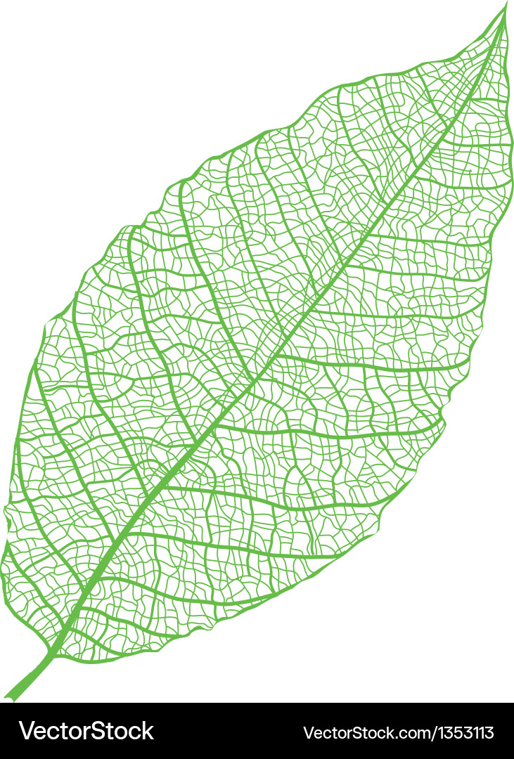 Leaf Skeleton Royalty Free Vector Image - VectorStock