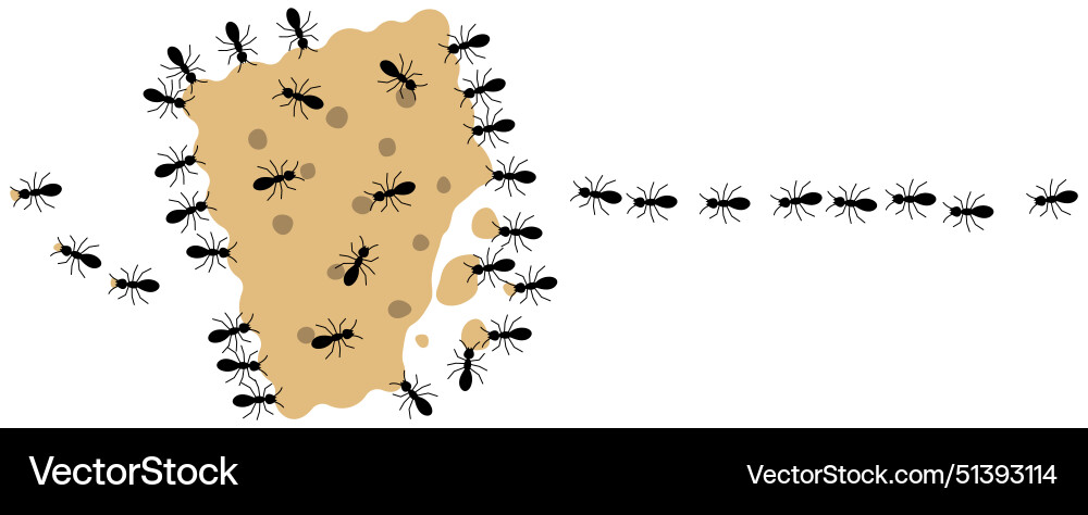 Black ants eating cracker Royalty Free Vector Image
