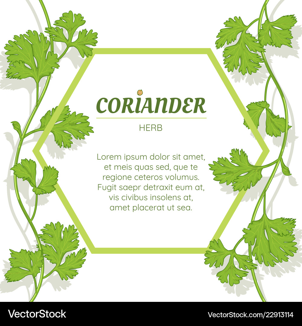 Coriander Leaf Vector