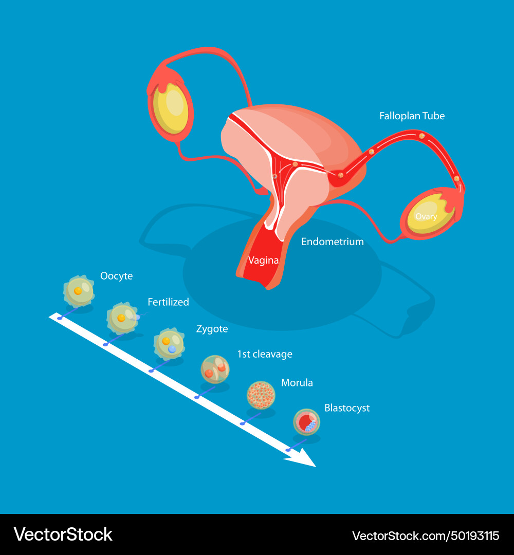 3d isometric flat of ovulation Royalty Free Vector Image