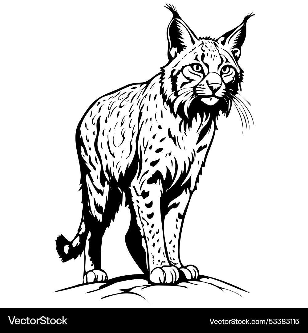 Bobcat drawing realistic outline animal Royalty Free Vector