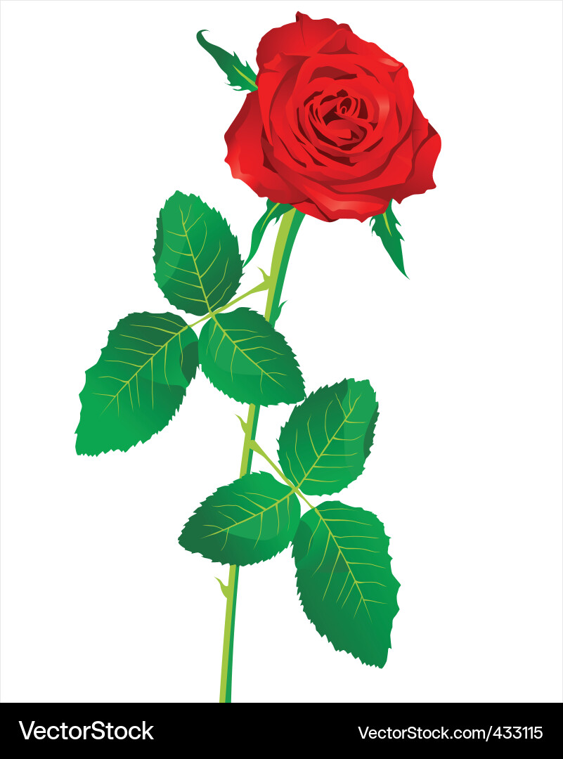 Rose Royalty Free Vector Image - VectorStock