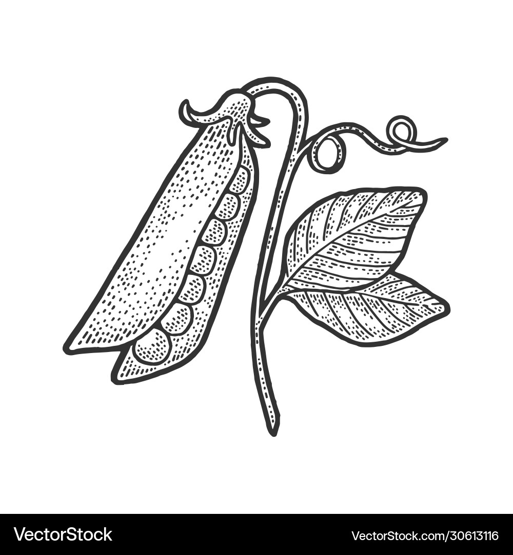 Pea pod sketch Royalty Free Vector Image - VectorStock