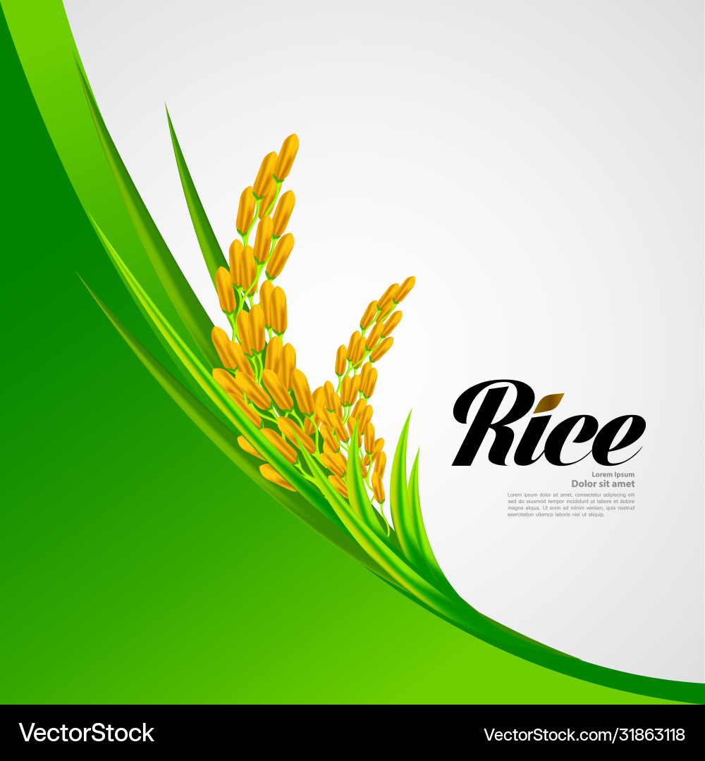 Premium rice great quality Royalty Free Vector Image