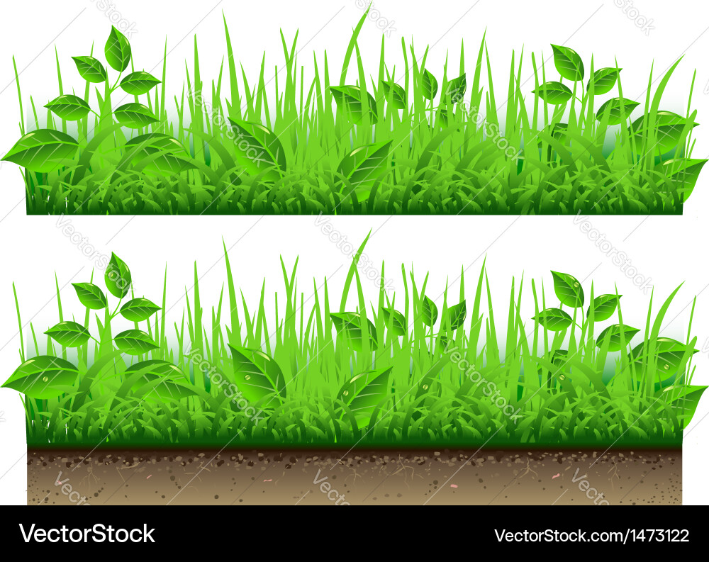 Grass border isolated on white background Vector Image