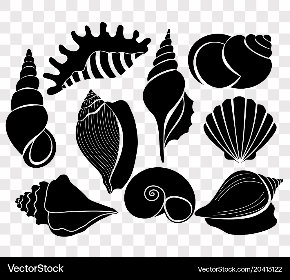 Set of beautiful sea shells Royalty Free Vector Image