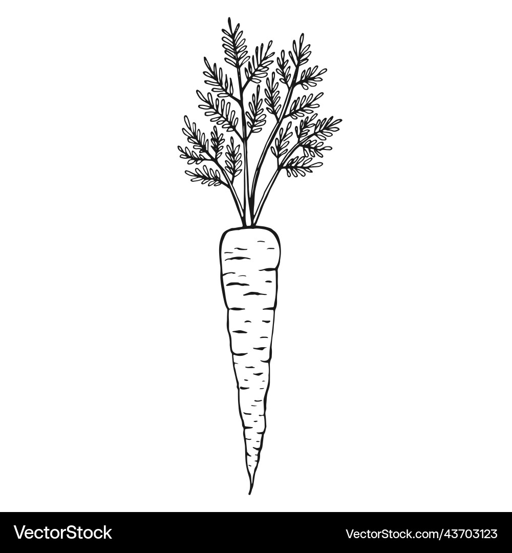 Carrot outline hand drawn farm Royalty Free Vector Image