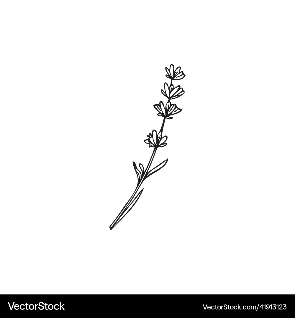 Lavender branch outline hand drawn Royalty Free Vector Image