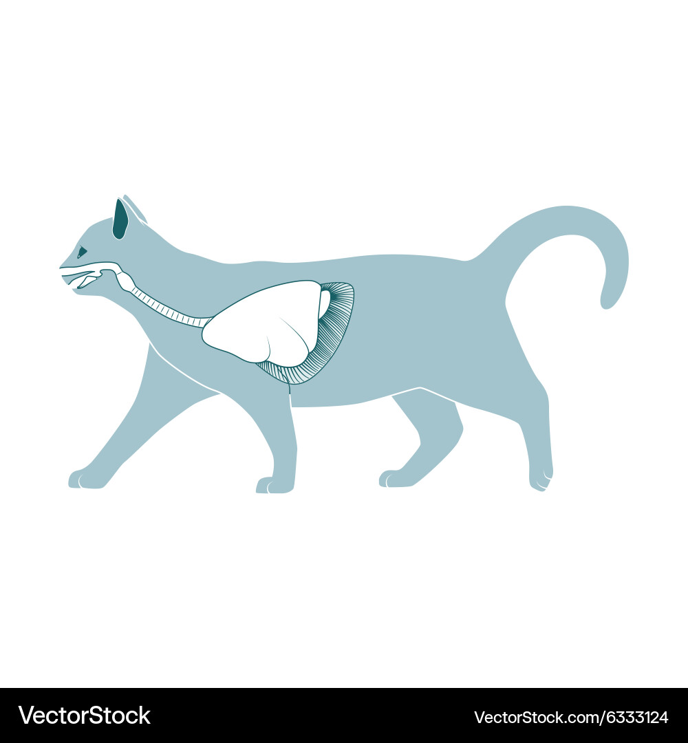 Respiratory system of the cat Royalty Free Vector Image