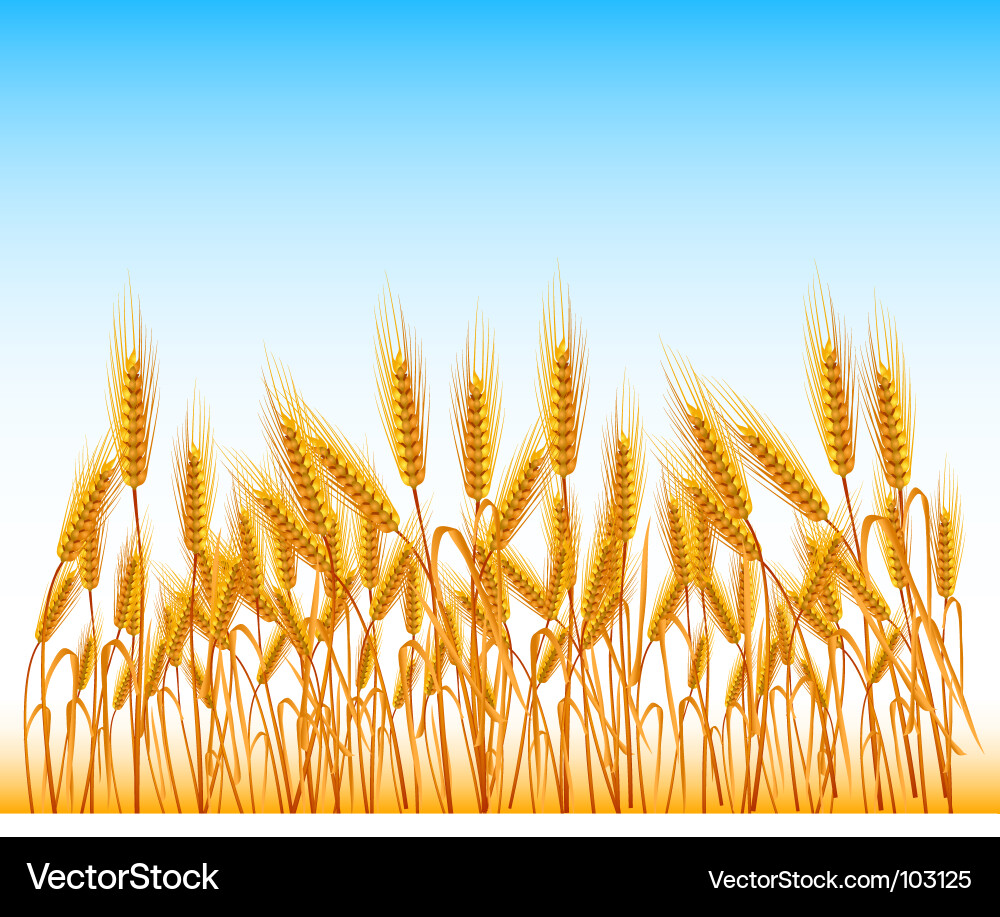 Field of wheat Royalty Free Vector Image - VectorStock