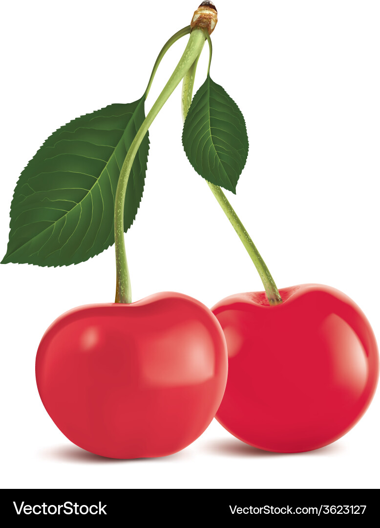 Single Cherry Vector Images (over 1,700)