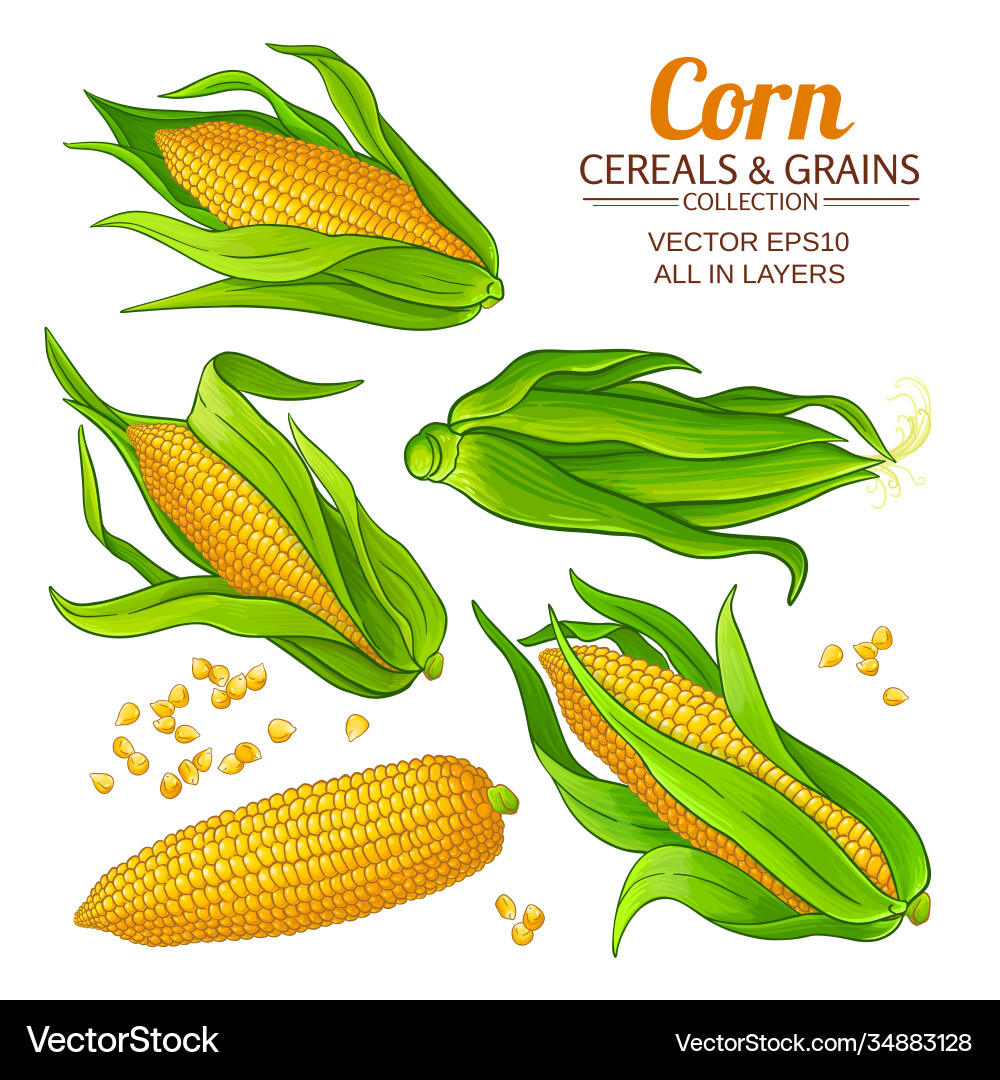 Corn set Royalty Free Vector Image - VectorStock