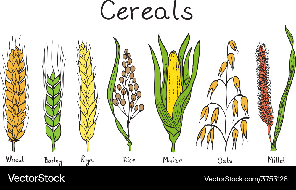 Grain Collection - Wheat, Barley, Rye, Millet, Ric