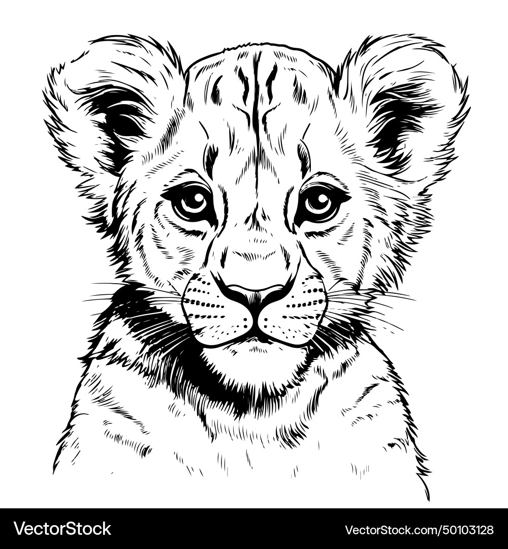 Lion Cub Sketch Royalty Free Vector Image - VectorStock