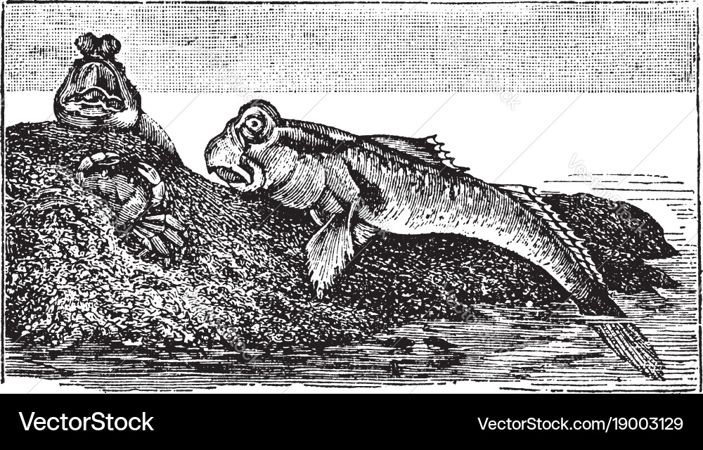 Vintage Mudskipper Line Drawing Royalty Free Vector Image