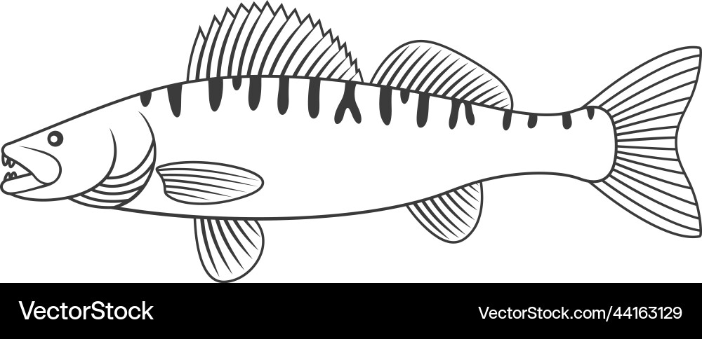 Zander Royalty Free Vector Image - VectorStock