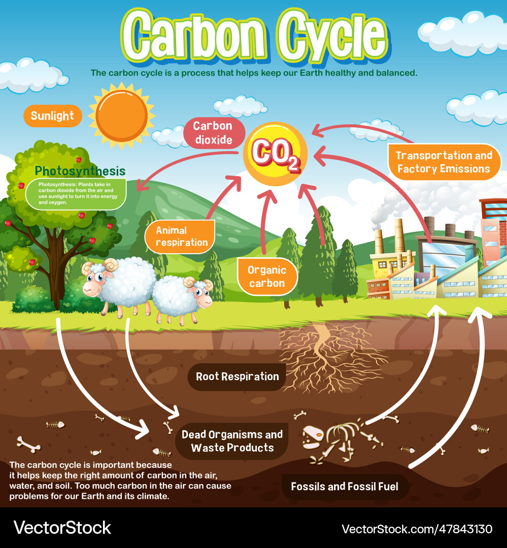 Oxygen Cycle Diagram Labeled USGS Carbon Cycle | U.S. Geological