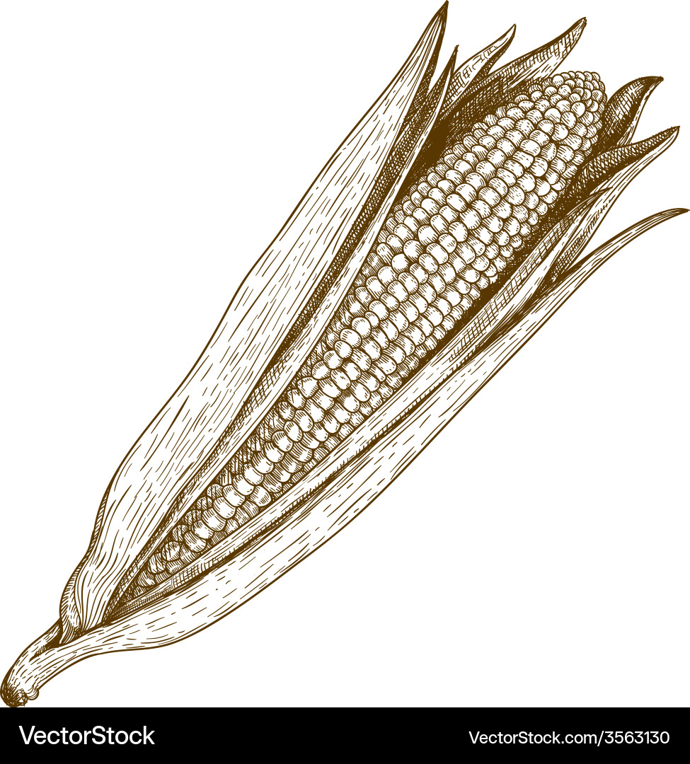 Corn Starch Vector Images (over 390)