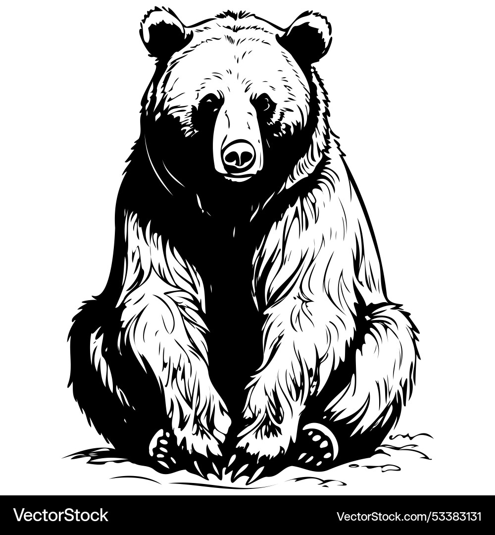 sitting bear drawing
