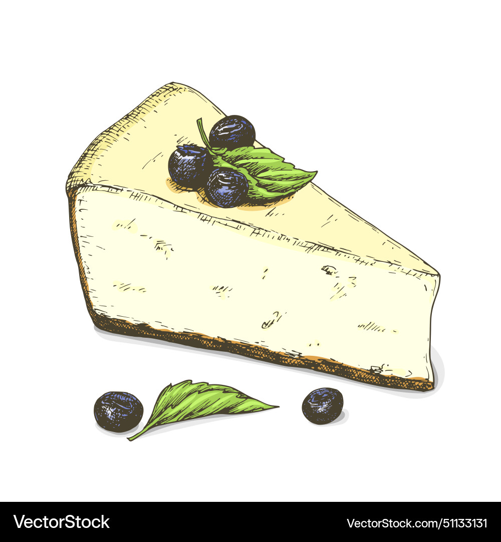 Hand drawn cheesecake with blueberries and mint Vector Image