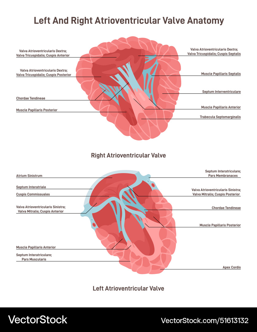 Transverse section of human heart left and right Vector Image