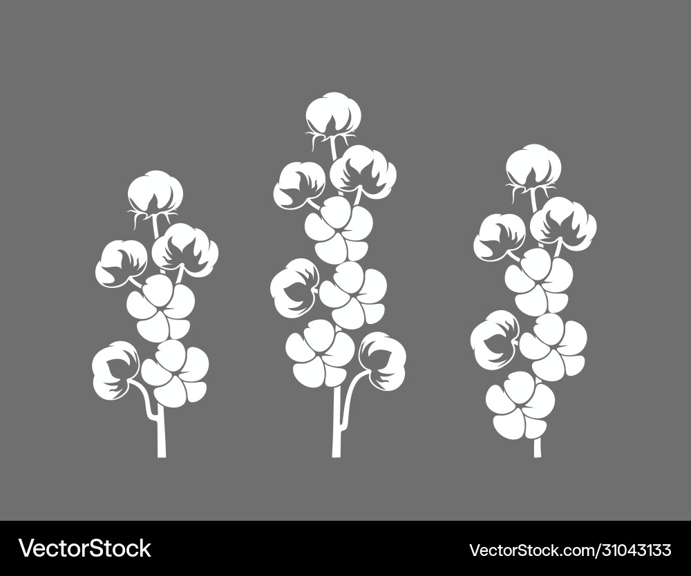 Cotton plant Royalty Free Vector Image - VectorStock