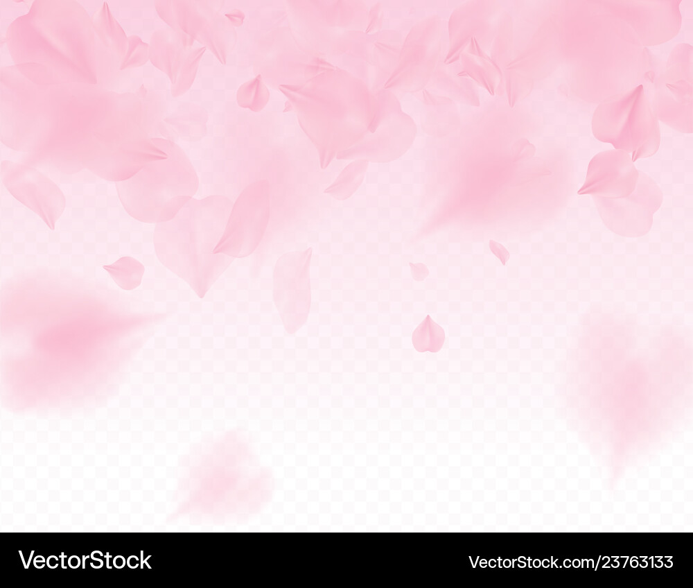 Pink Sakura Petals - Transparent Background Vector Image