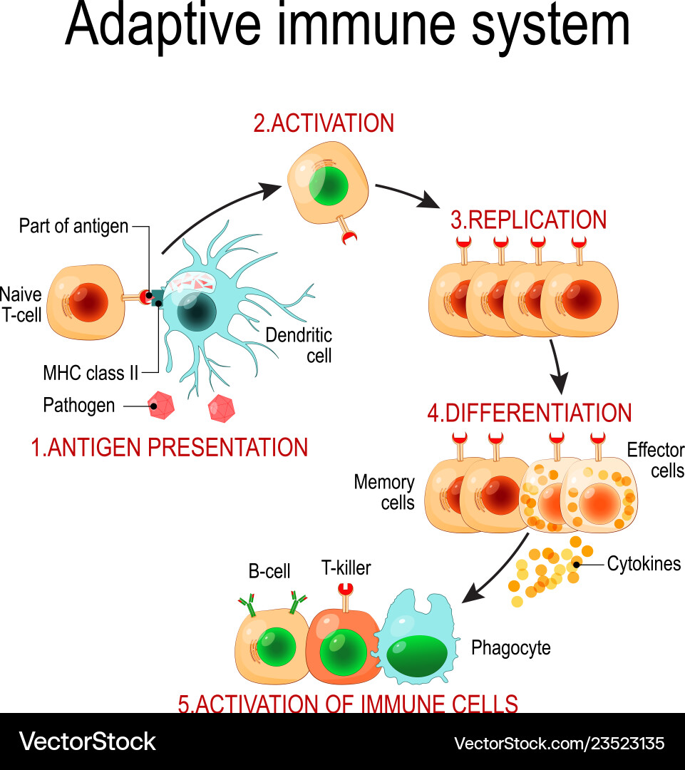 Antigen Presenting Cells Vector Images 33