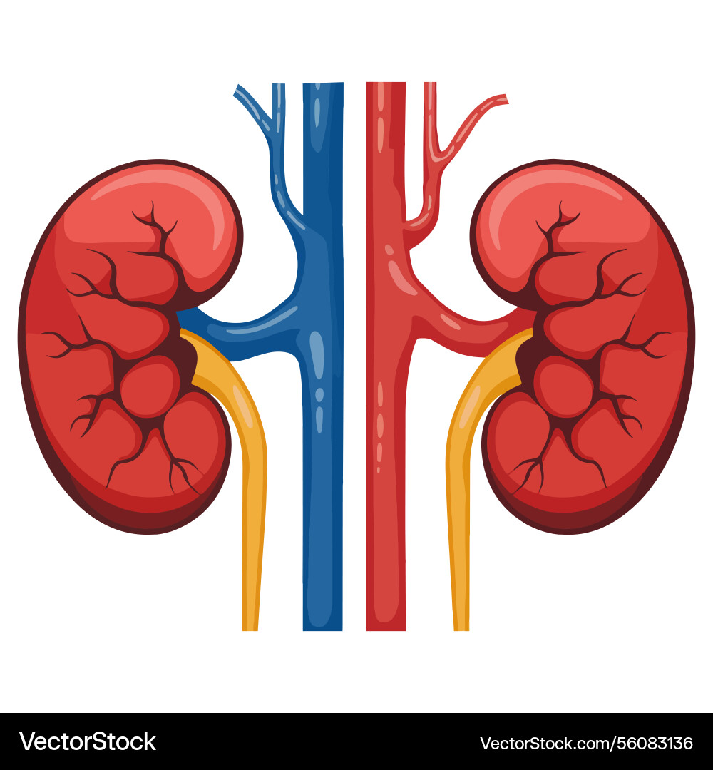 Kidneys cartoon healthy human Royalty Free Vector Image