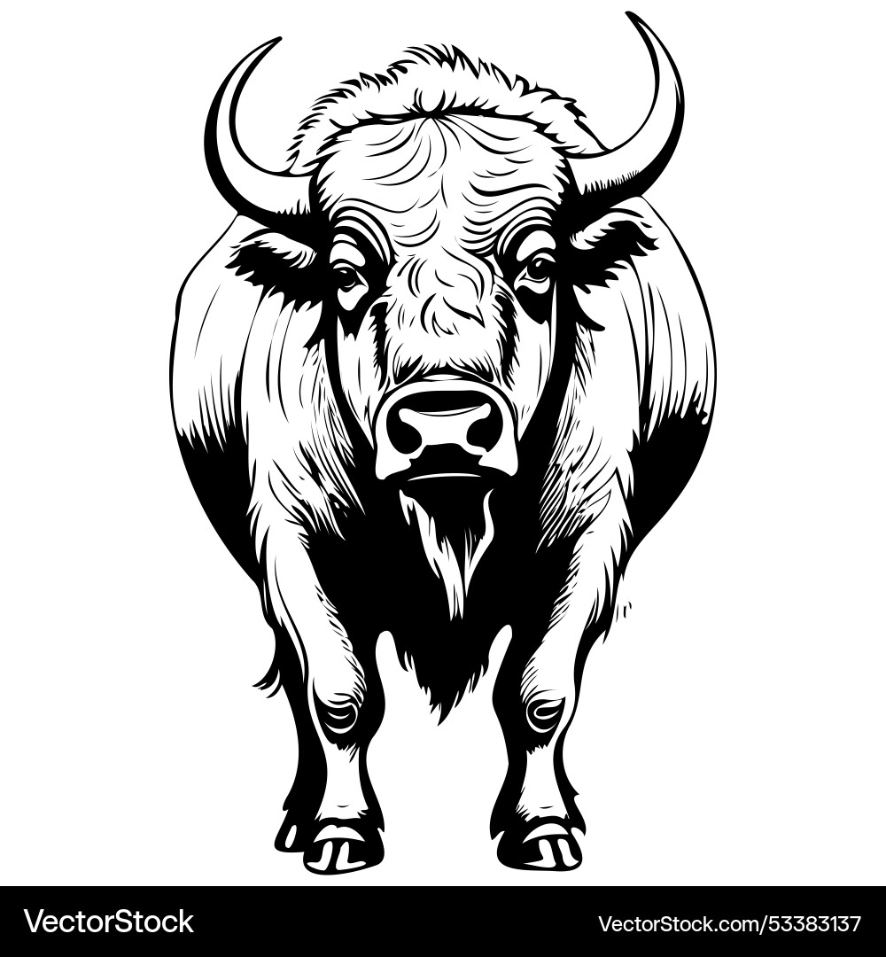 Buffalo drawing realistic outline animal Vector Image