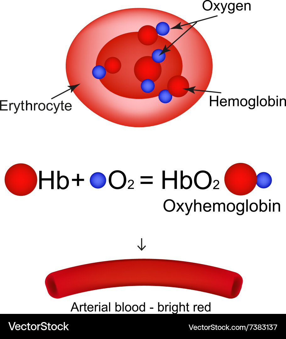 Oxyhemoglobin hemoglobin carries oxygen Royalty Free Vector