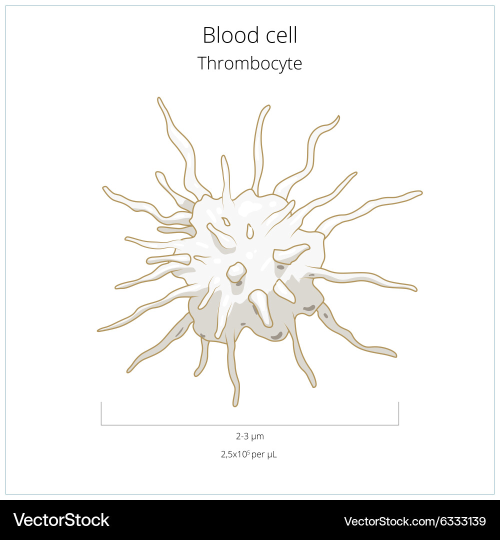 Platelet thrombocyte blood cell Royalty Free Vector Image