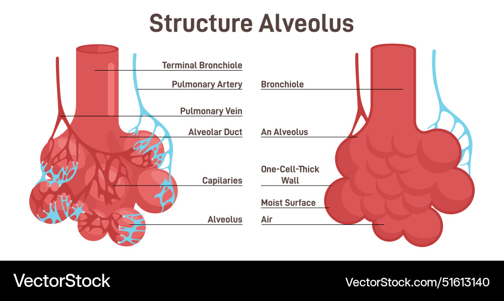 Alveolus structure respiratory membrane Royalty Free Vector